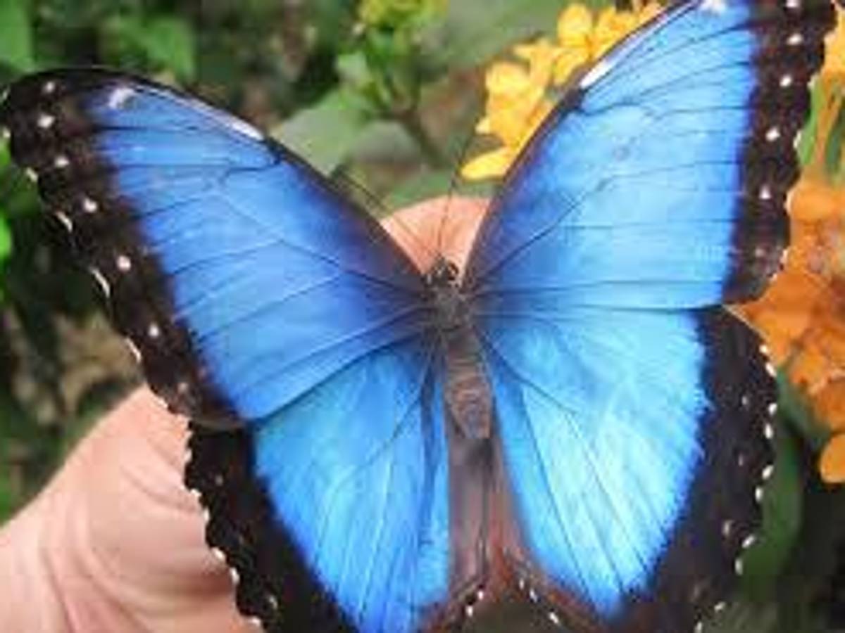Mariposa Morpho Es El Nuevo S mbolo Nacional De Costa Rica Y Deber 