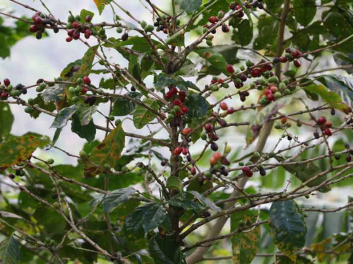 Costa Rica decreta emergencia por plaga de roya del café